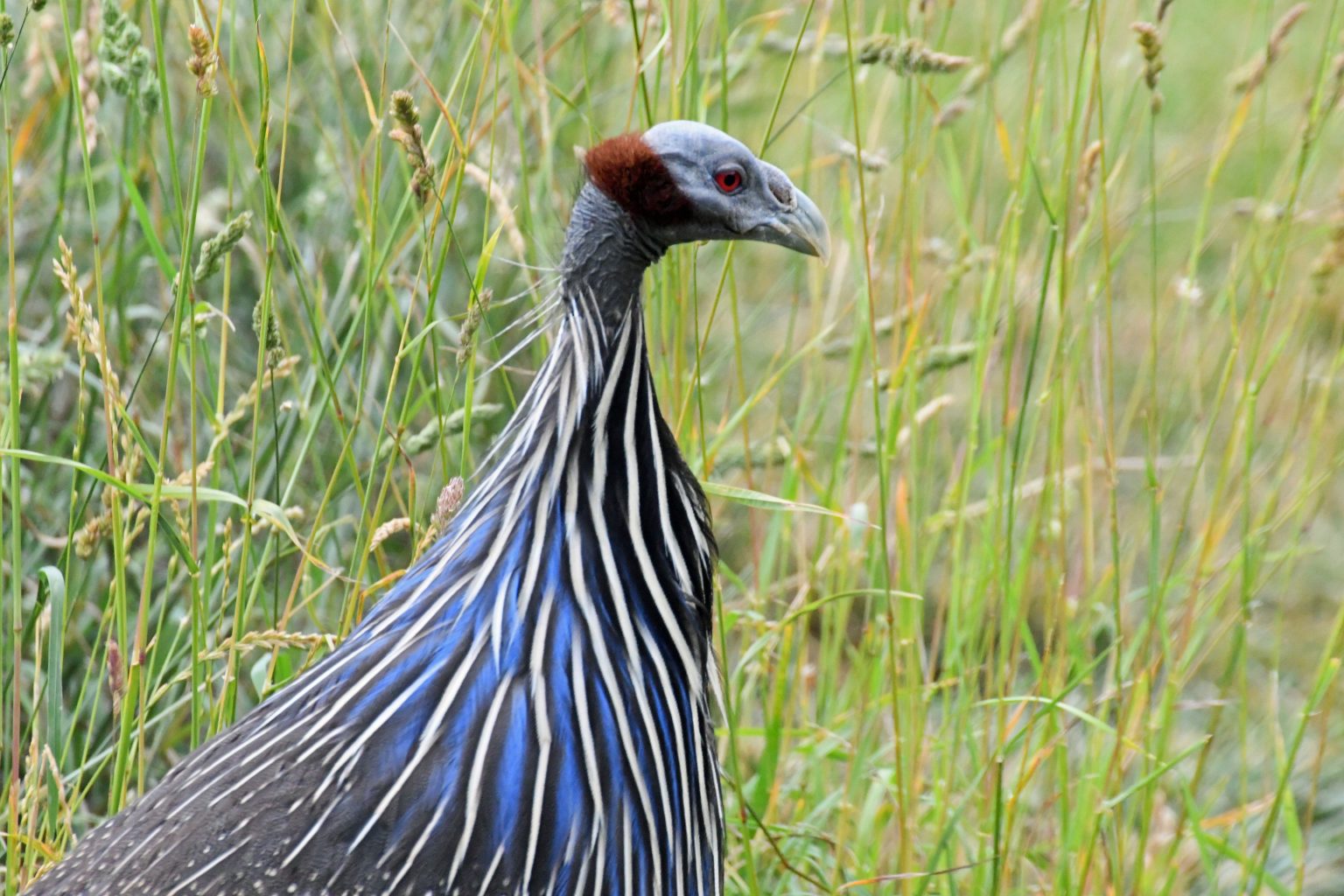 Vulturine Guinea Fowl - Backyard Poultry